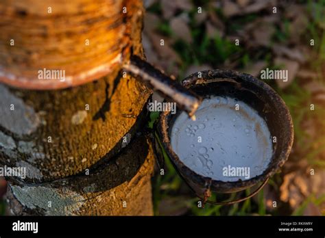Gardener Tapping Latex Rubber Tree Rubber Latex Extracted From Rubber Tree Stock Photo Alamy