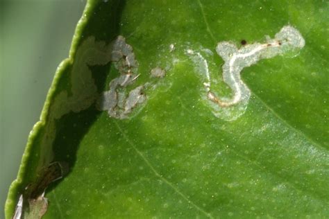 Citrus Growing Guide Part Citrus Pests Diseases And Problems In Melbourne Leaf Root