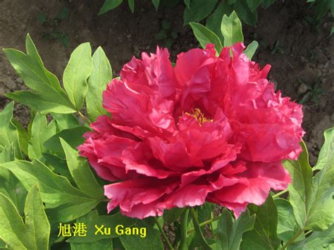 Different Size Chinese Big Flower Deep Red Color Tree Peony Xu Gang