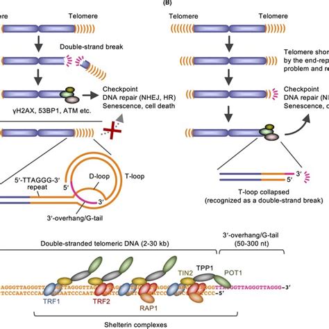 Functions Structure And Components Of Telomeres A Telomeres Form