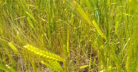 Смело На Село Според някои днес третият понеделник на Януари е денят когато най