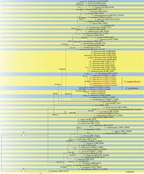 phylogenetic tree of maximum likelihood analyses of 86 isolates in the