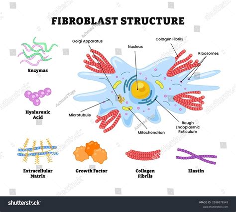 Fibroblast Structure Anatomy Diagram Poster Design Stock Vector Royalty Free 2588676545
