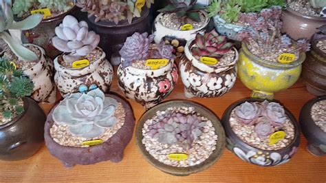 다육이 감상하세요 Youtube