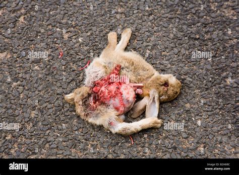 Dead Pink Bunny