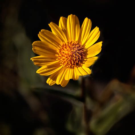 Striking Wild Sunflower On My Morning Walk In The Sonoran … Flickr
