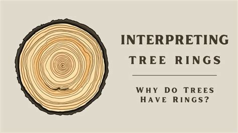Why Do Trees Have Rings Earth How