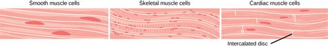 Difference Between Muscle Cells And Nerve Cells Definition Structure Function And Differences