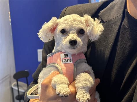 미니비숑프리제 메스 치와와키우는방법 코카스파니엘키우는방법 폼스키키우는방법 폼치키우는방법 폼피츠키우는방법 푸숑키우는방법 노르웨이숲키우는방법 뱅갈키우는방법 샴키우는방법 셀커크