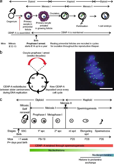 Assembly And Retention Of Cenp A Nucleosomes In Mammalian Download Scientific Diagram