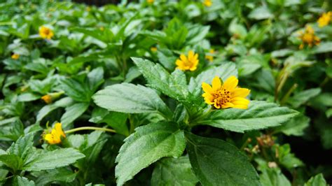 图片素材 厂 草本植物 植物学 植物群 野花 开花植物 年生植物 陆地植物 4208x2368 102120 素材中国 高清壁纸 Pxhere摄影图库