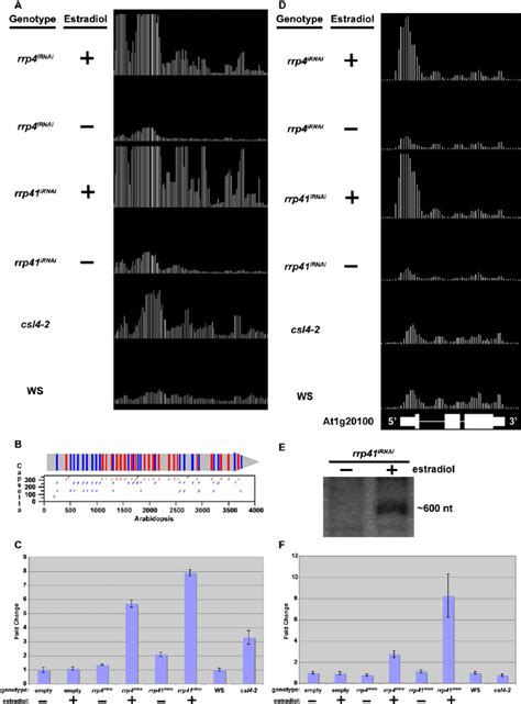 examples of novel noncoding rnas revealed by tiling microarray analyses download scientific