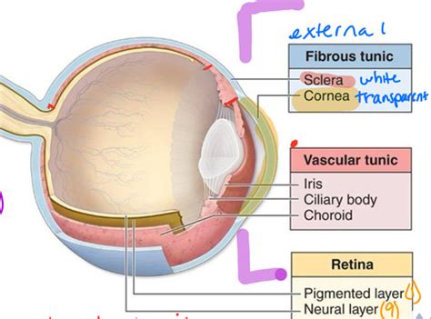Ioap Lecture 1 Ocular Anatomy Quizlet