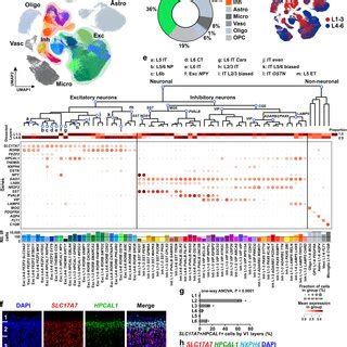 Cell Types Of Macaque V1 Are Aligned With Well Established Human And Download Scientific