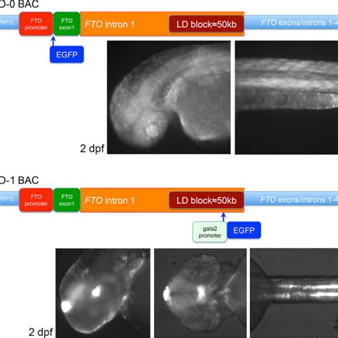Dab Anti Gfp Immunostain Of Fto 1 Bac Adult Brain Sagittal Sections