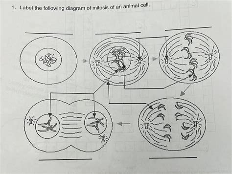 Mitosis Diagram Without Labels