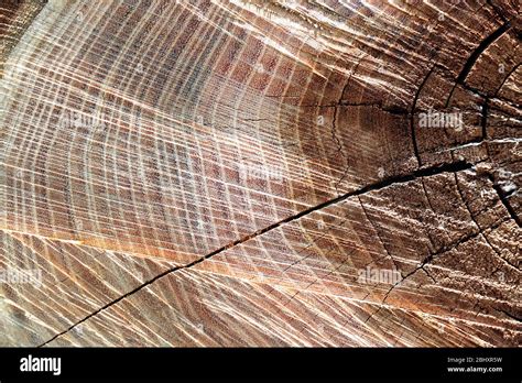 Texture Of Tree Stump Stock Photo Alamy