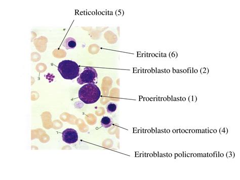 Le Cellule Del Sangue S Beninati Ppt Scaricare
