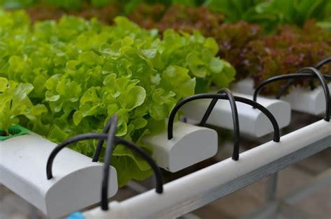 Hydroponics For Beginners And The Nutrient Film Technique
