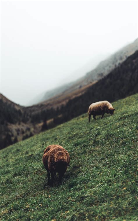 Овцы пастбище склон Обои 1200x1920 Samsung Galaxy Tab A 10 1 Huawei Matepad T 10s M5 Lite