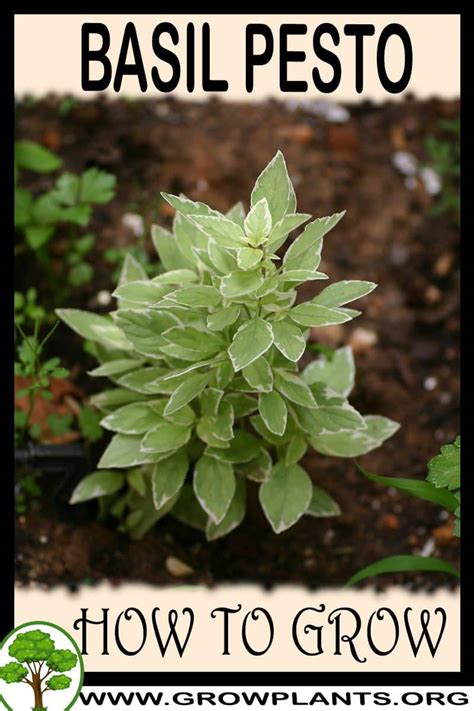 Basil Pesto Perpetuo How To Grow And Care