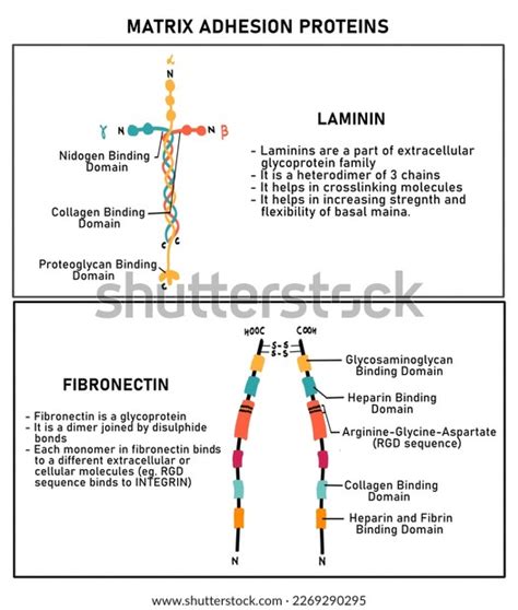 Extracellular Matrix Two Matrix Adhesion Proteins Stock Illustration 2269290295 Shutterstock