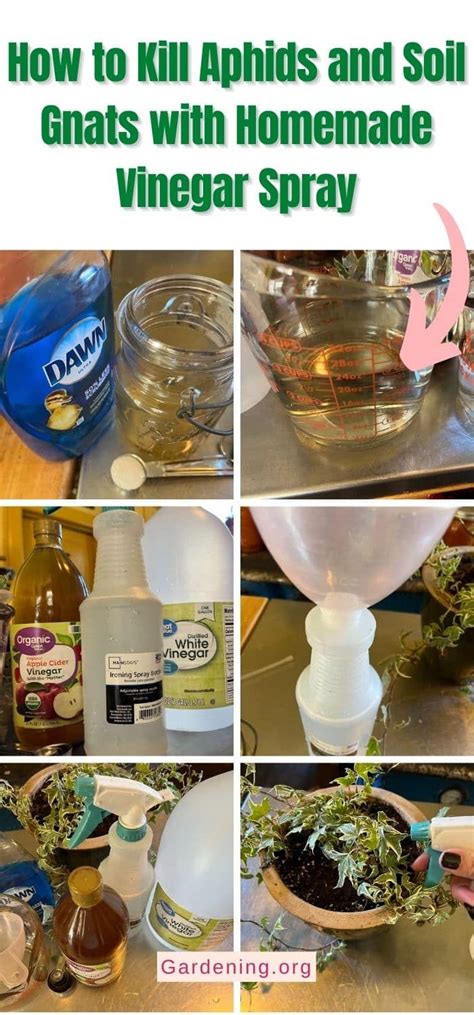 How To Kill Aphids Artofit