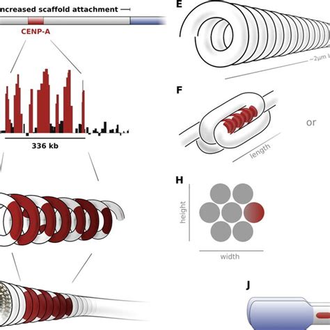 Higher Order Chromatin Structure At The Centromere A And B The Download Scientific Diagram