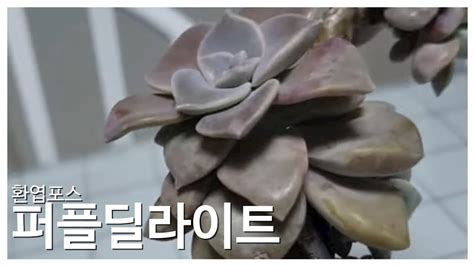 퍼플딜라이트 자구들 성장한 모습 보세요~~넘 이뻐요황여사다육 Youtube