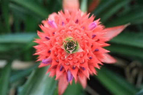 Цветок Похожий На Ананас Фото — Картинки фотографии