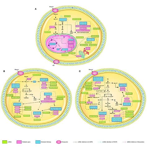 Schematic Illustration Of Altered Metabolic Pathways Global