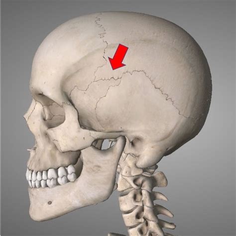 Craniometric Points Of Cranium Flashcards Quizlet