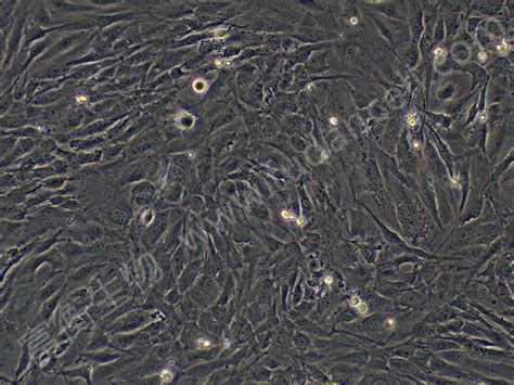 永生化人关节滑膜成纤维细胞 上海富衡生物科技有限公司