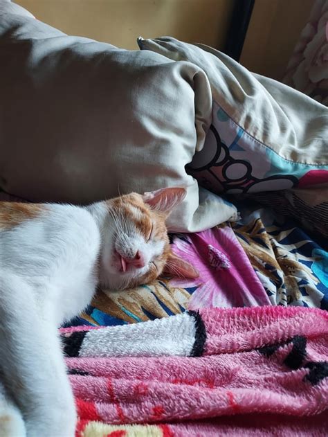 My Cat Is Eepy R Cat