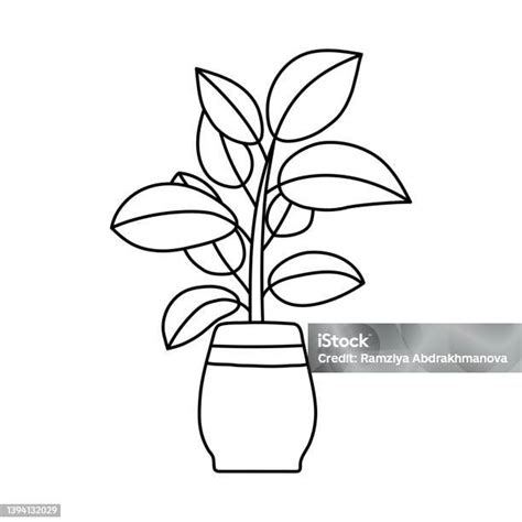 고무 스케치 실내 식물 관엽 식물이 고립되었습니다 벡터 일러스트레이션 화분에 담긴 꽃 낙서 흑백 윤곽선 그리기 꽃 식물에 대한 스톡 벡터 아트 및 기타 이미지 Istock