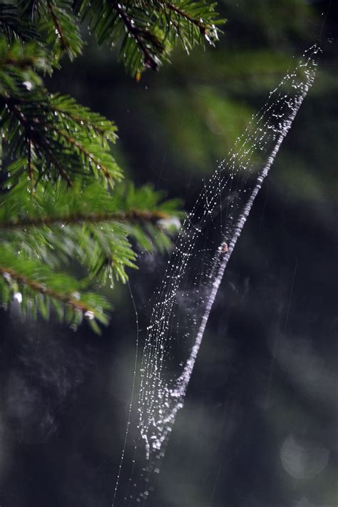 Spiders Web Network Spider Free Photo On Pixabay Pixabay