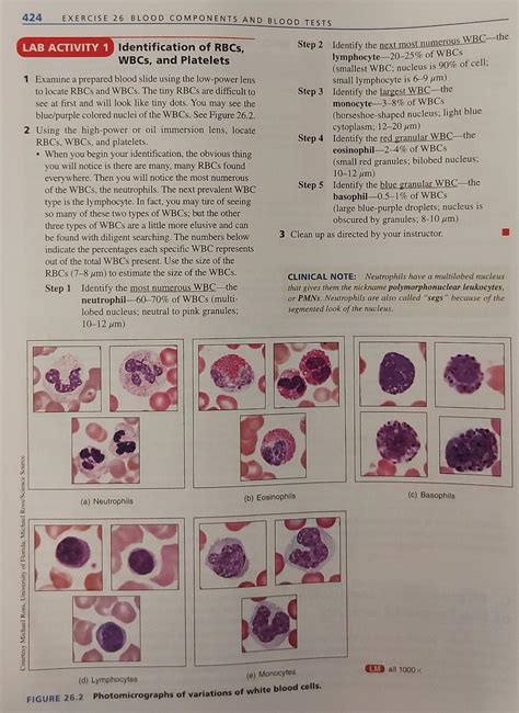 Solved LAB ACTIVITY Identification Of RBCs WBCs And Chegg Com