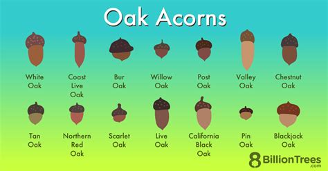 Oak Tree Guide 7 Types Of Oak Acorns