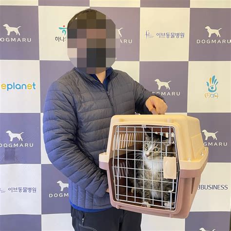 대구 2022 0035 0036 코리안숏헤어 다지 무지 책임분양 아메리칸숏헤어특징 아메리칸컬특징 아비시니안특징 엑조틱특징 터키시앙고라특징 페르시안특징 하이랜드폴드특징