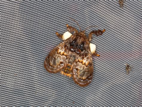 Monkey Slug Caterpillar Looks Like A Giant Hairy Spider Nerdist