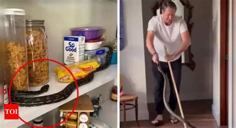 Watch How Fearless Glenn McGrath Dealt With Python Invasion At Home Off The Field News