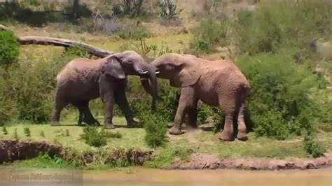 Wildlife Эротика у слонов 9 12 недель в дикой природе Африки Erotica