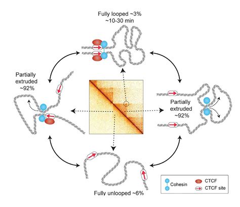 Structures Considered Key To Gene Expression Are Surprisingly Fleeting