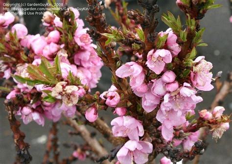 Plantfiles Pictures Peach Honey Babe Miniature Prunus Persica 1