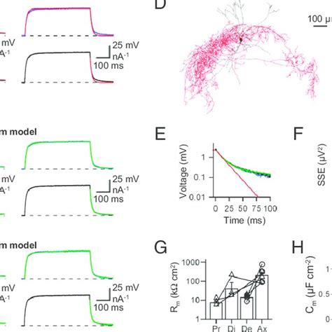 Nonuniform Cable Models Are Required To Fit Passive Experimental