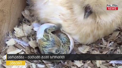 აბრეშუმა ქათამი შავი ხორცით Youtube