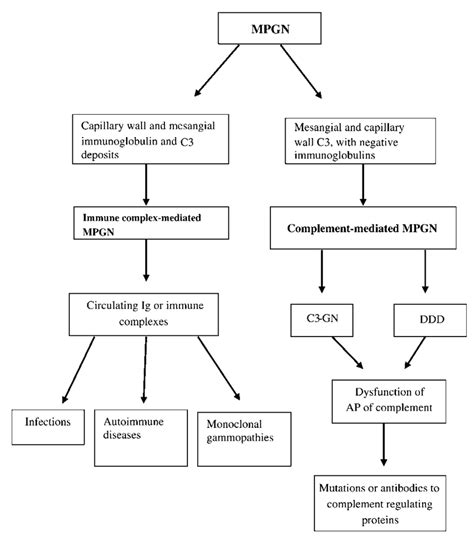 Evaluation Of MPGN On The Basis Of IF Findings MPGN Can Be Broadly Download Scientific