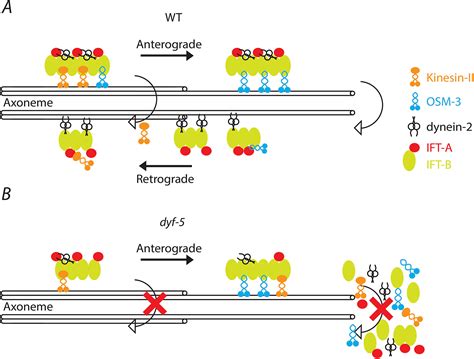 Dyf 5 Regulates Intraflagellar Transport By Affecting Train Turnaround