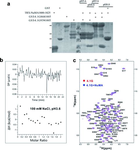 G CTD NuMA Binding Is Disrupted At The Low PH Condition A GST Download Scientific Diagram
