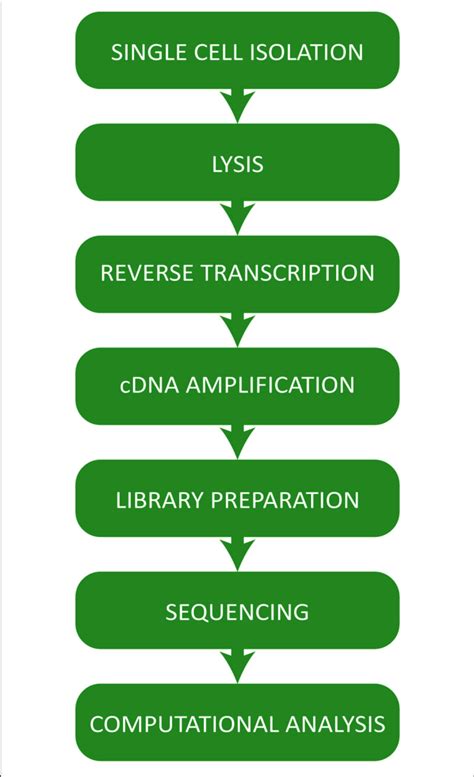 Workflow Summarizing The Critical Steps Of A Typical Single Cell